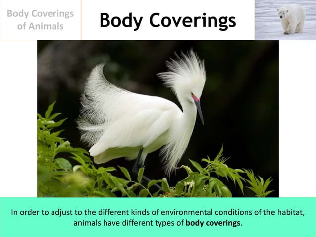 Body Coverings of Animals | PPTX | Birds | Pets