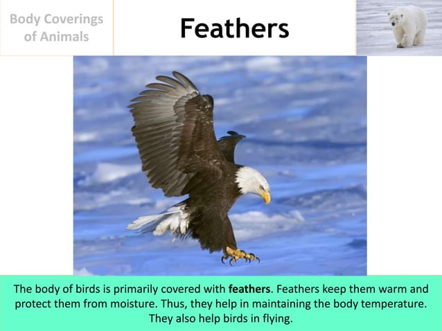 Body Coverings of Animals | PPTX | Birds | Pets