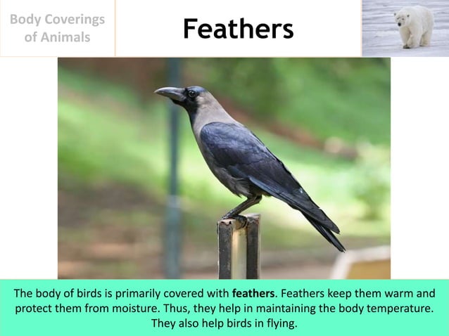Body Coverings of Animals | PPTX | Birds | Pets