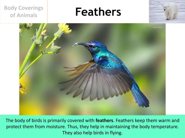 Body Coverings of Animals | PPTX | Birds | Pets