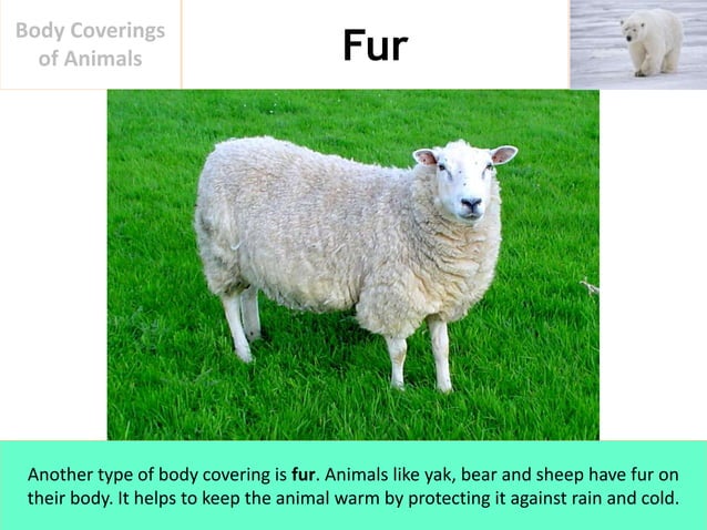 Body Coverings of Animals | PPTX | Birds | Pets