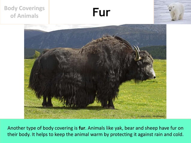 Body Coverings of Animals | PPTX | Birds | Pets