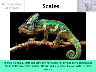 Body Coverings of Animals | PPTX