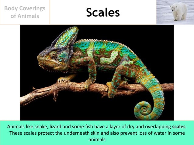 Body Coverings of Animals | PPTX | Birds | Pets