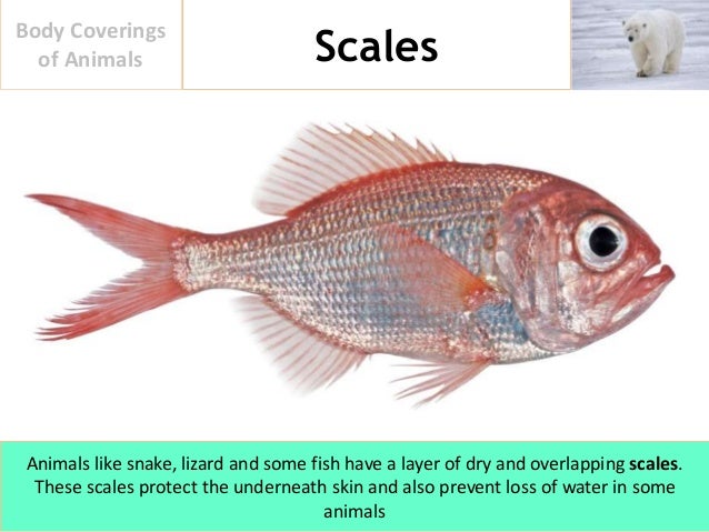 Body Coverings of Animals