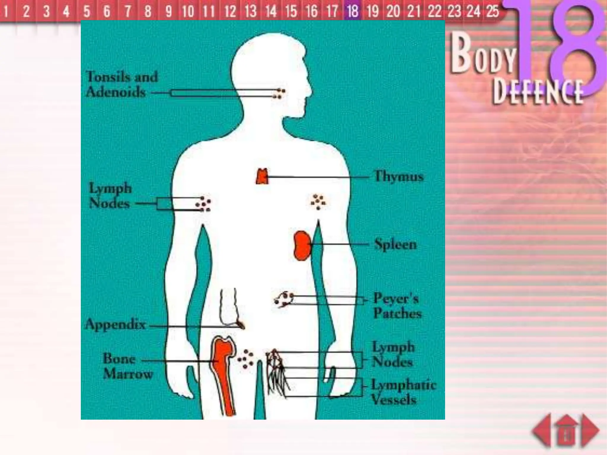 BODY DEFENCES: The Importance of having Body Defense System | PPT