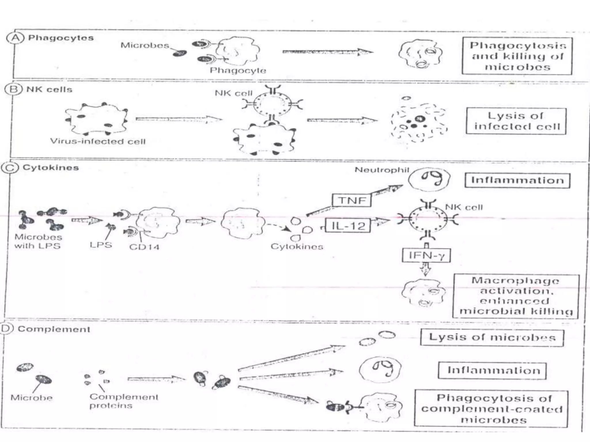 Body Defense Mechanism | PPTX