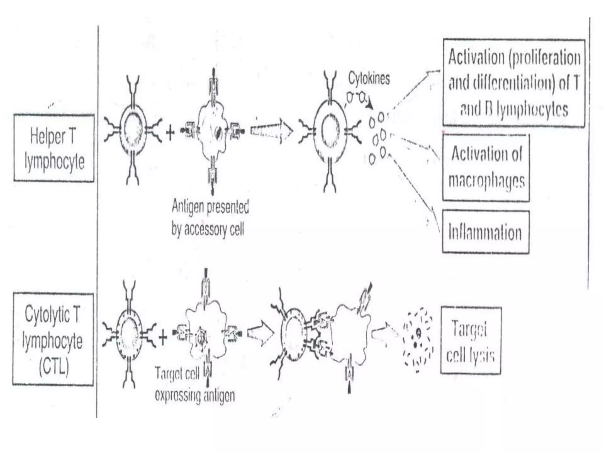 Body Defense Mechanism | PPTX