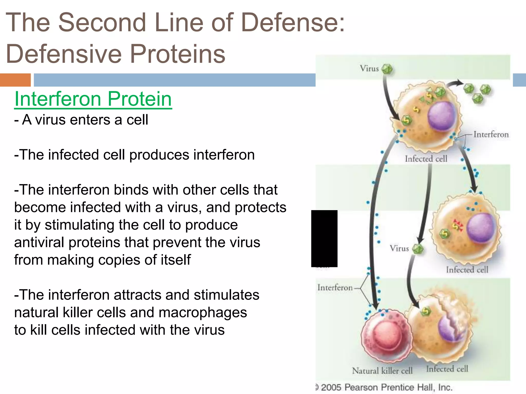 Body Defense Mechanism | PPTX