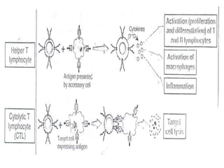 Body Defense Mechanism | PPTX