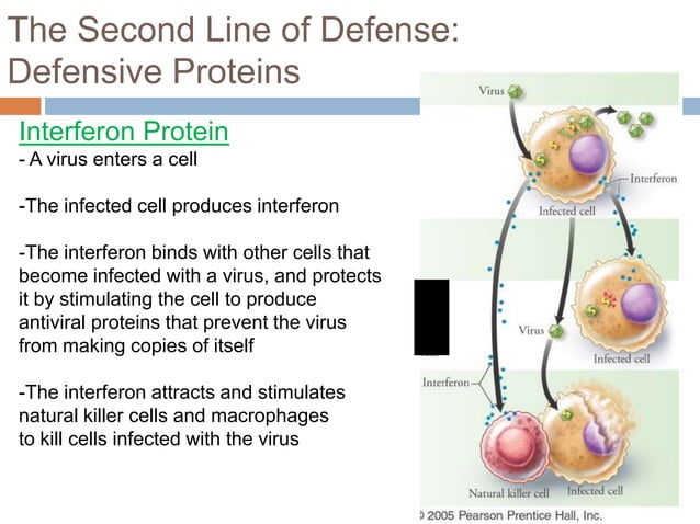 Body Defense Mechanism | PPTX | Infectious Diseases | Diseases and ...