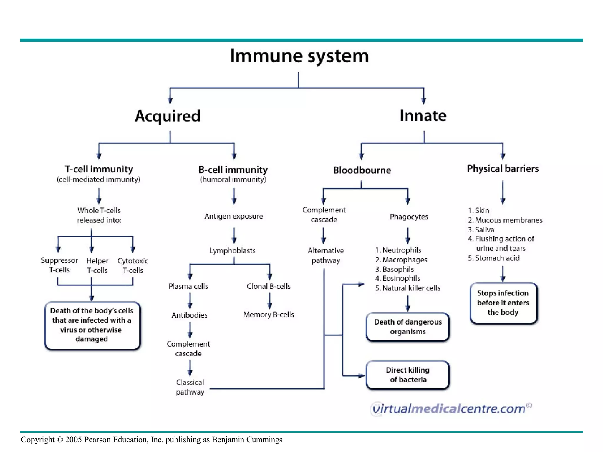 Body defenses against infection | PPT