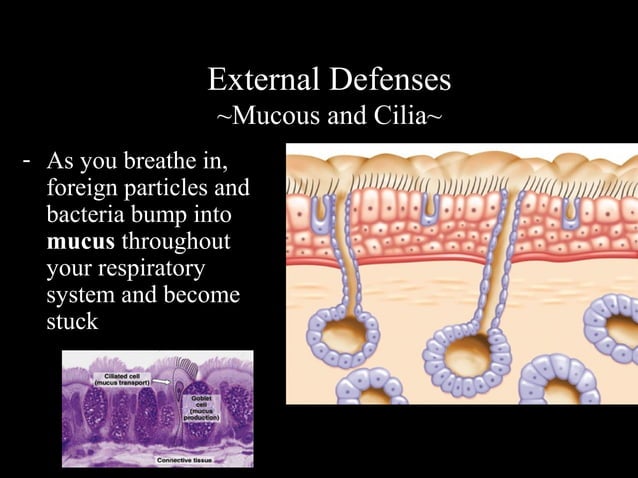 Body defenses against infection | PPT