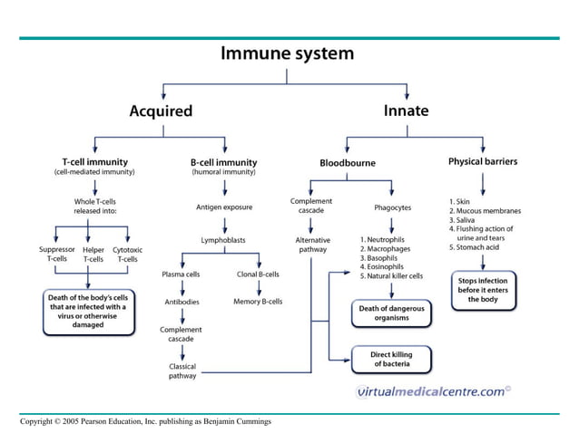 Body defenses against infection | PPT