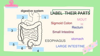 body Digestive System.pptx presentation to show | PPTX