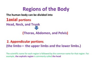 Body directions- regions -planes | PPT