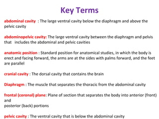 Body directions- regions -planes | PPT
