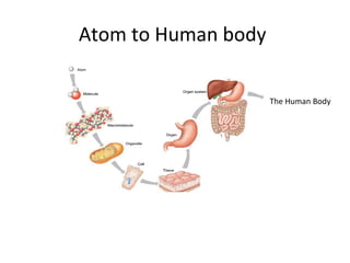 Body directions- regions -planes | PPT