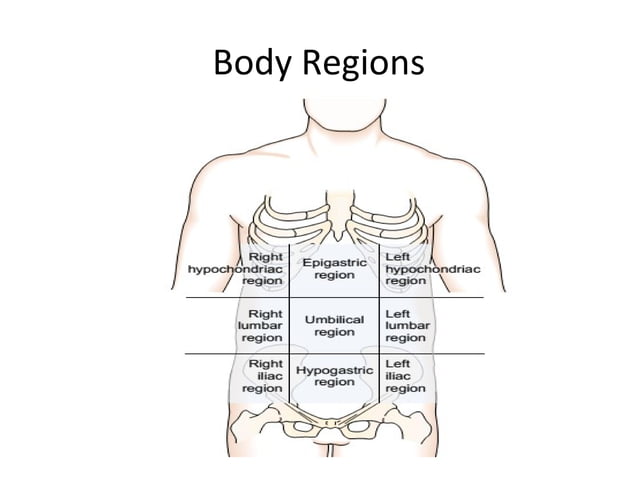 Body directions- regions -planes
