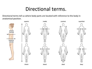 Directional Terms Of The Body