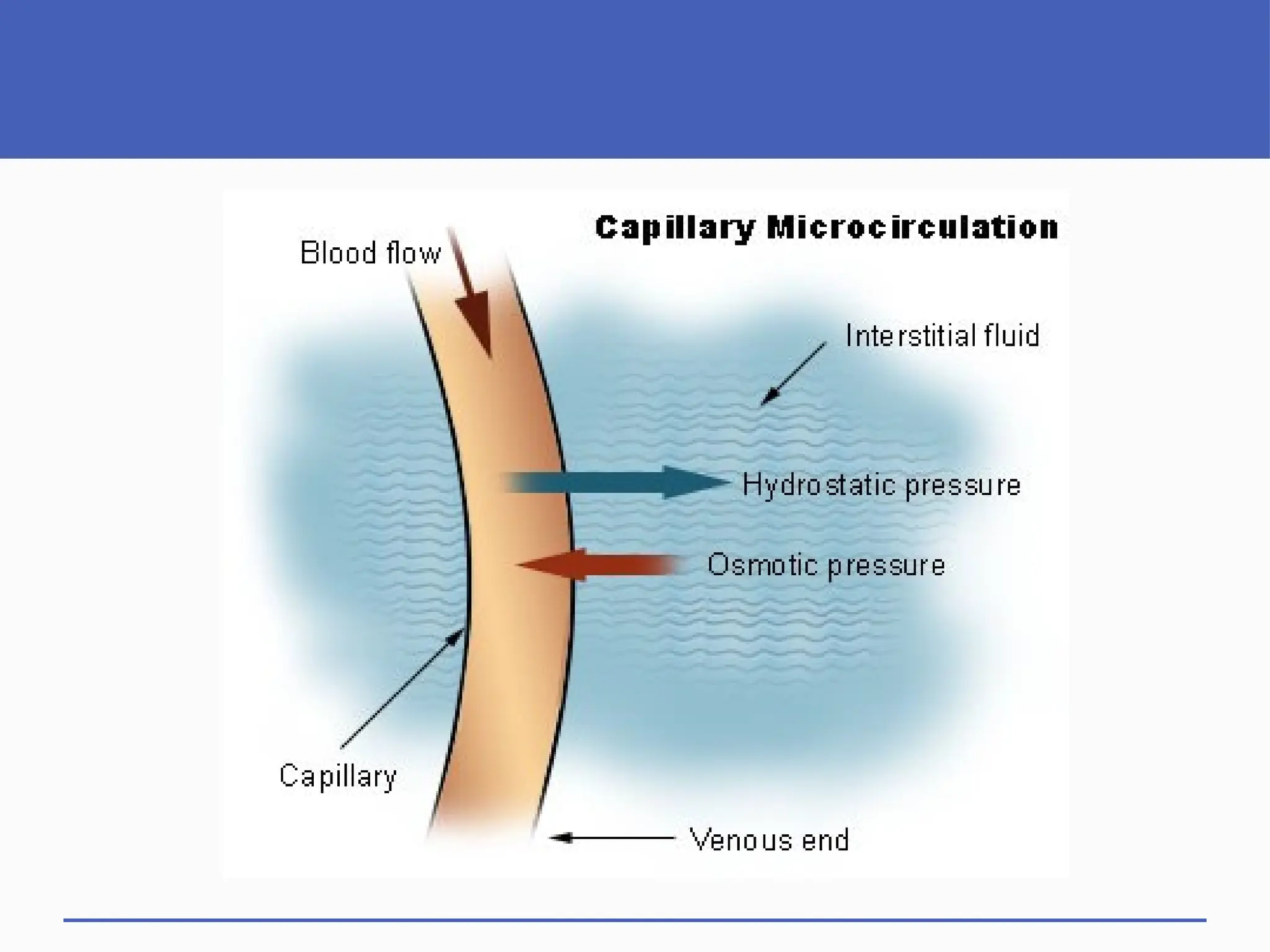 Body Fluid Intracellular Extracellular And Specilized Fluids Pptx