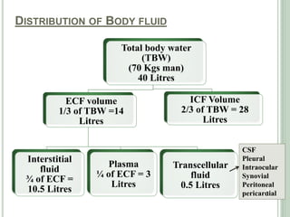 Body Water Distribution