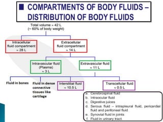 Body fluid distribution on normal aduly.pptx