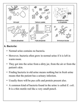 Urine Analysis and Kidney function tests | PDF