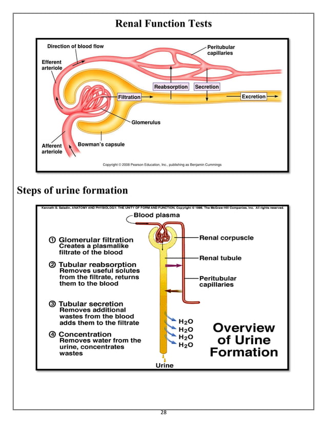 Urine Analysis and Kidney function tests | PDF