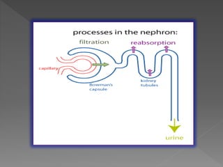 BODY FLUID REGULATION AND EXCRETION | PPTX