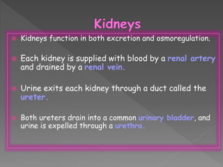 BODY FLUID REGULATION AND EXCRETION | PPTX