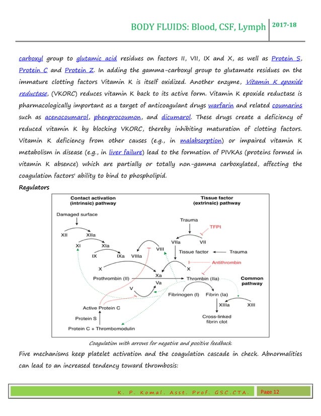 Body fluids- CSF, Lymph and Blood | PDF