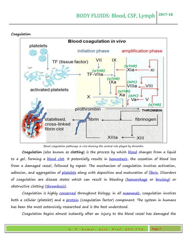 Body fluids- CSF, Lymph and Blood | PDF