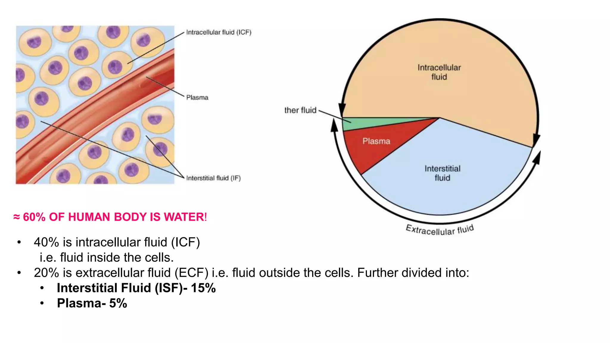 Body Fluids | PPTX