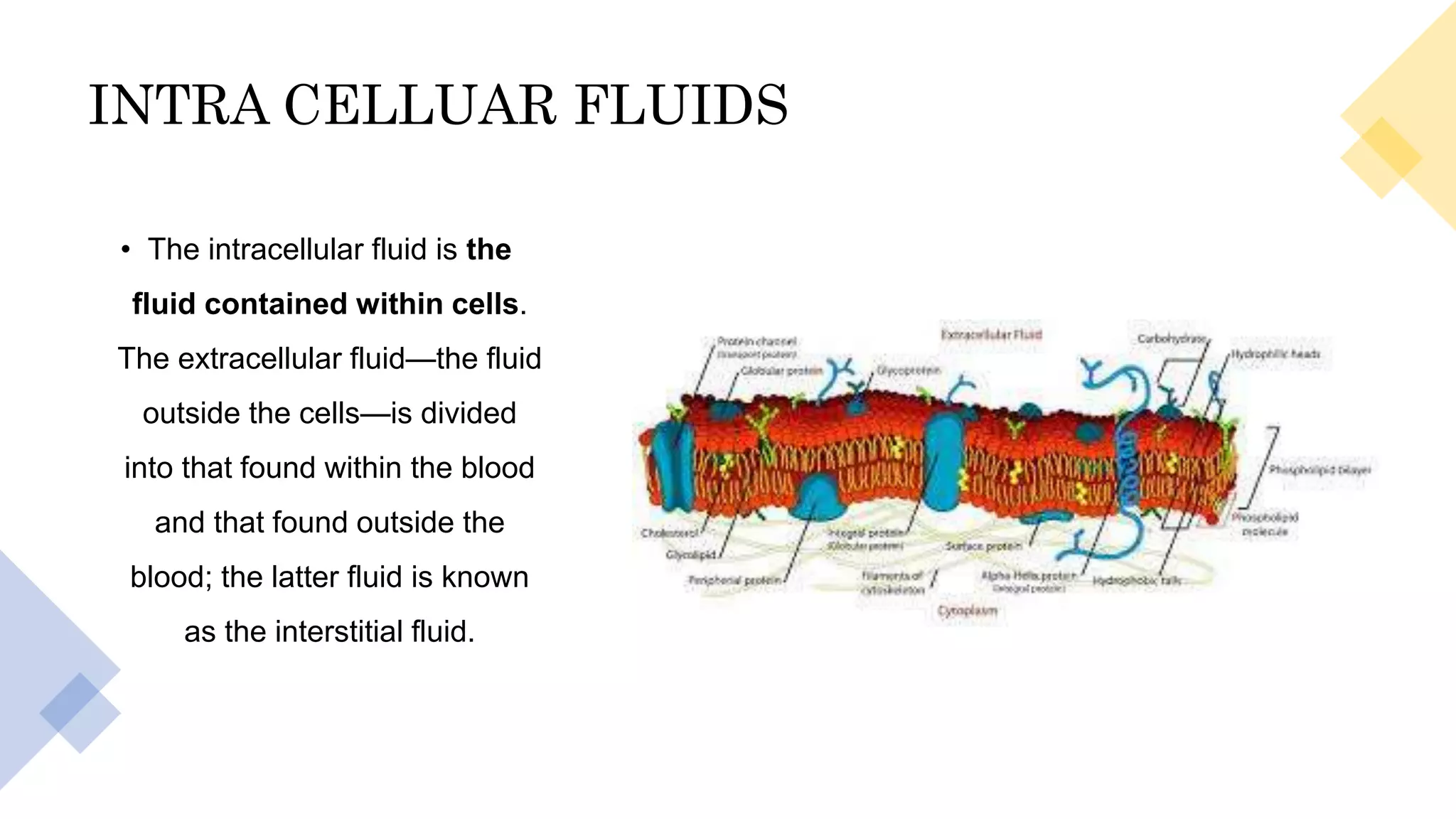 BODY FLUIDS.pptx | Reproductive Health | Diseases and Conditions