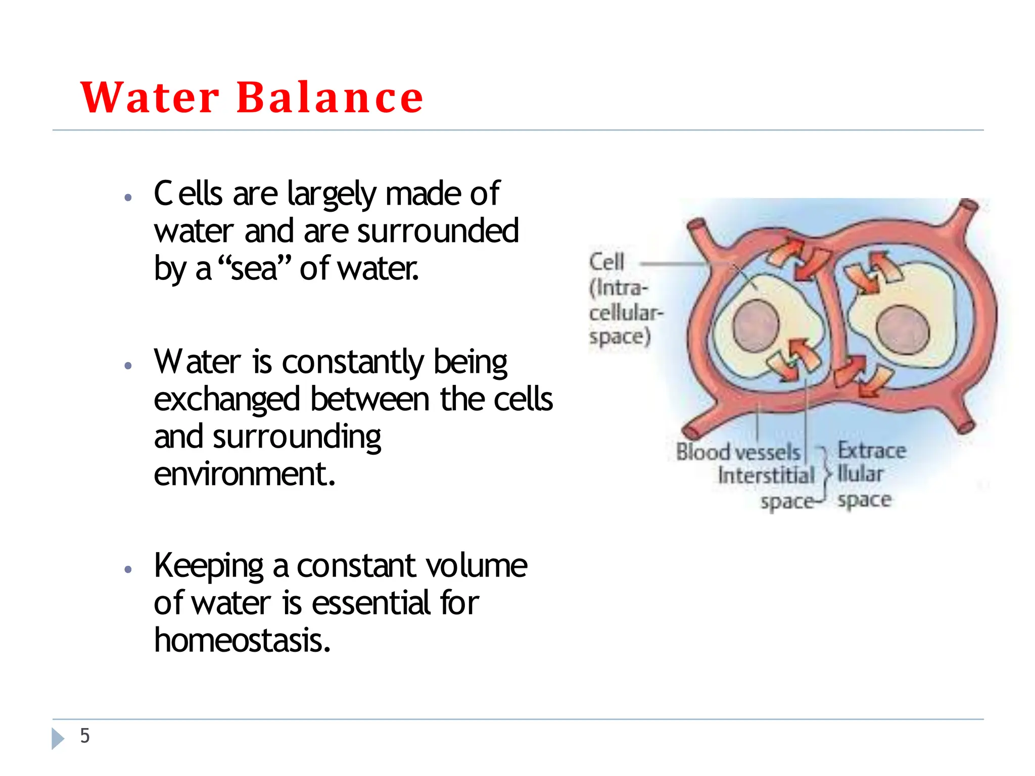 Body Fluids content in anatomy and physiology | PPTX | Blood Disorders ...