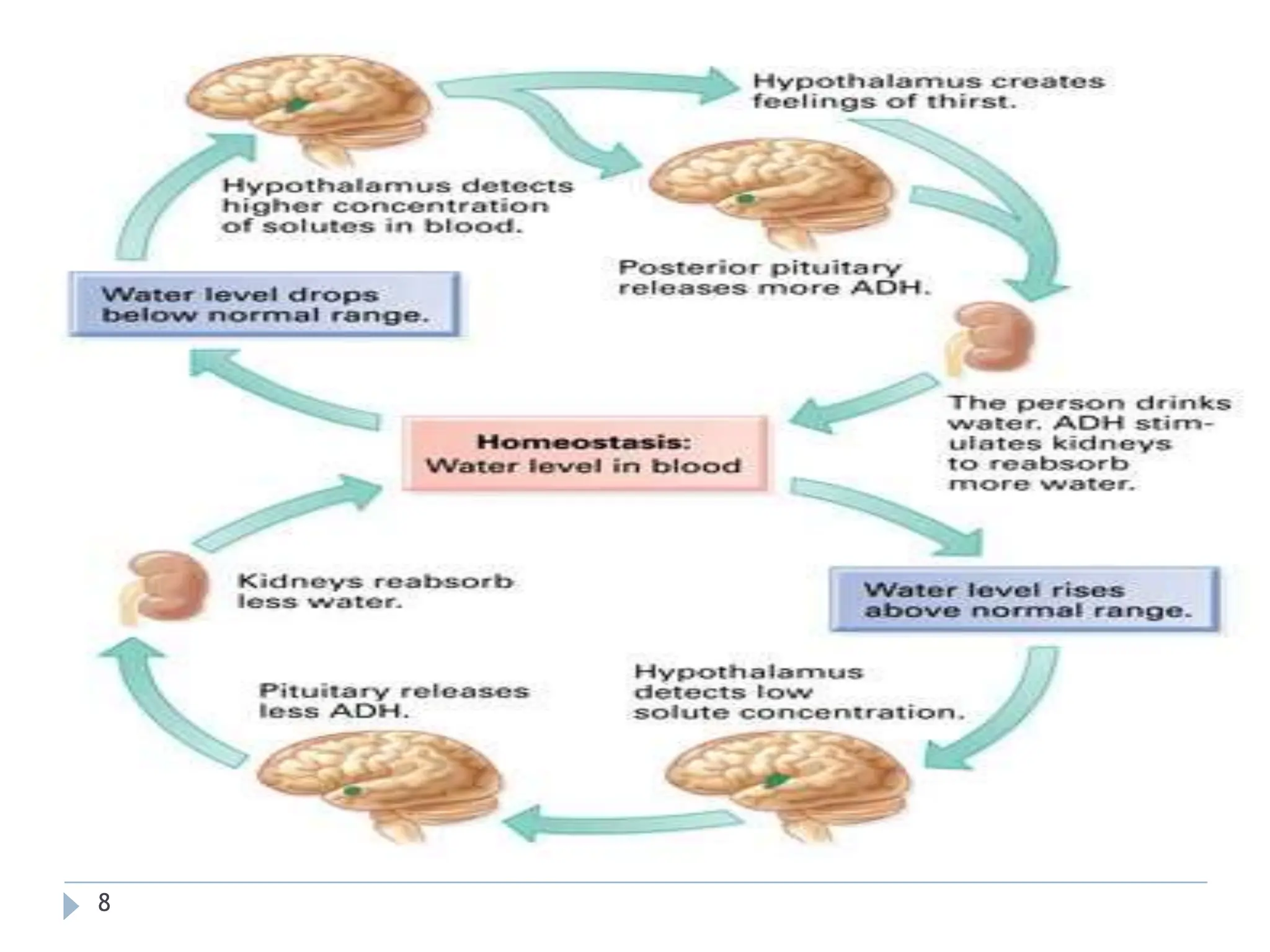 Body Fluids content in anatomy and physiology | PPTX