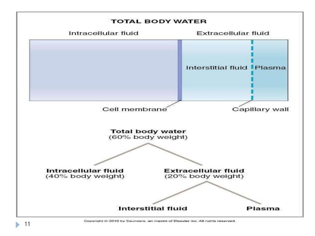 Body Fluids content in anatomy and physiology | PPTX | Blood Disorders ...