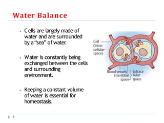 Body Fluids content in anatomy and physiology | PPTX