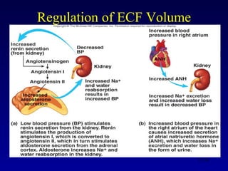 Body fluids new | PPT