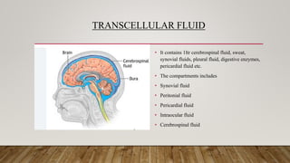 Body fluids it's definitions and categories | PPT