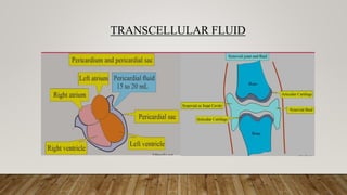 Body fluids it's definitions and categories | PPT