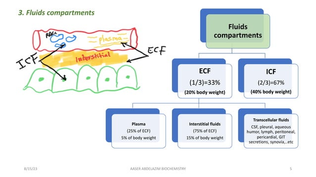 Body Fluids | PDF | Chemistry | Science