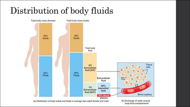 Body fluids | PDF | Digestive Disorders | Diseases and Conditions