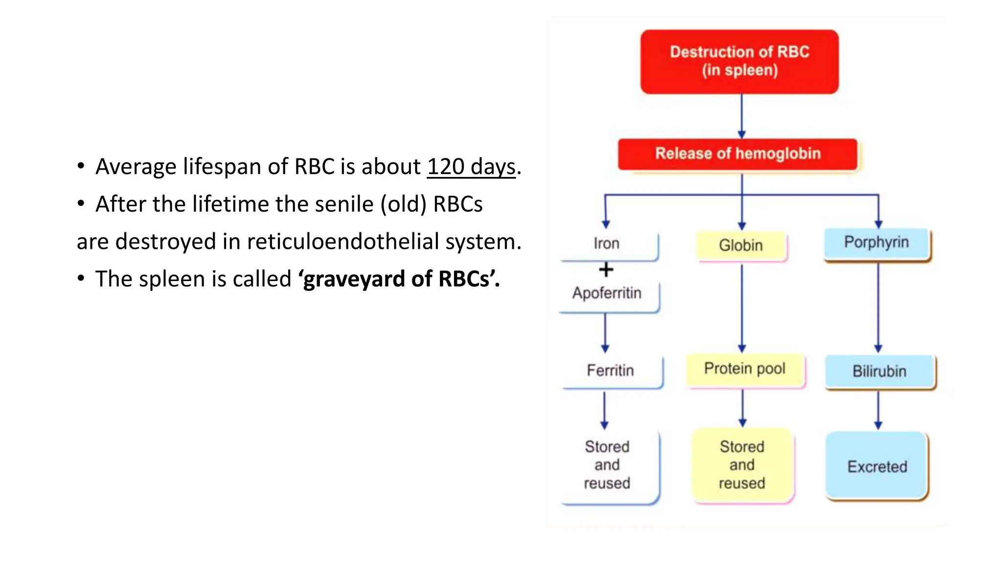 body fluids and blood-1.physiology lecture.pptx