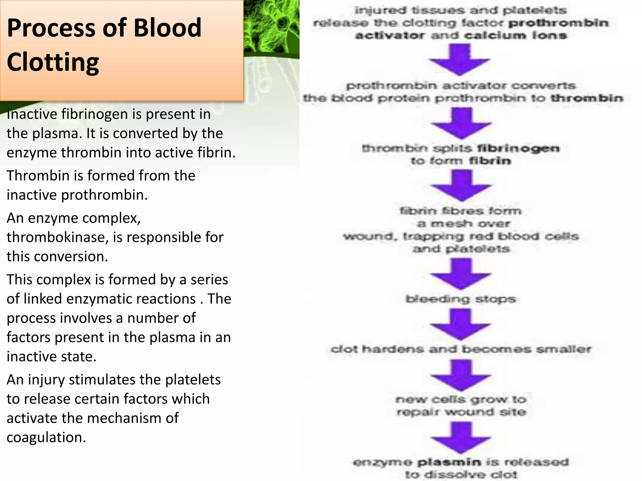 CLASS 11 TH Body fluids and circulation | PPTX