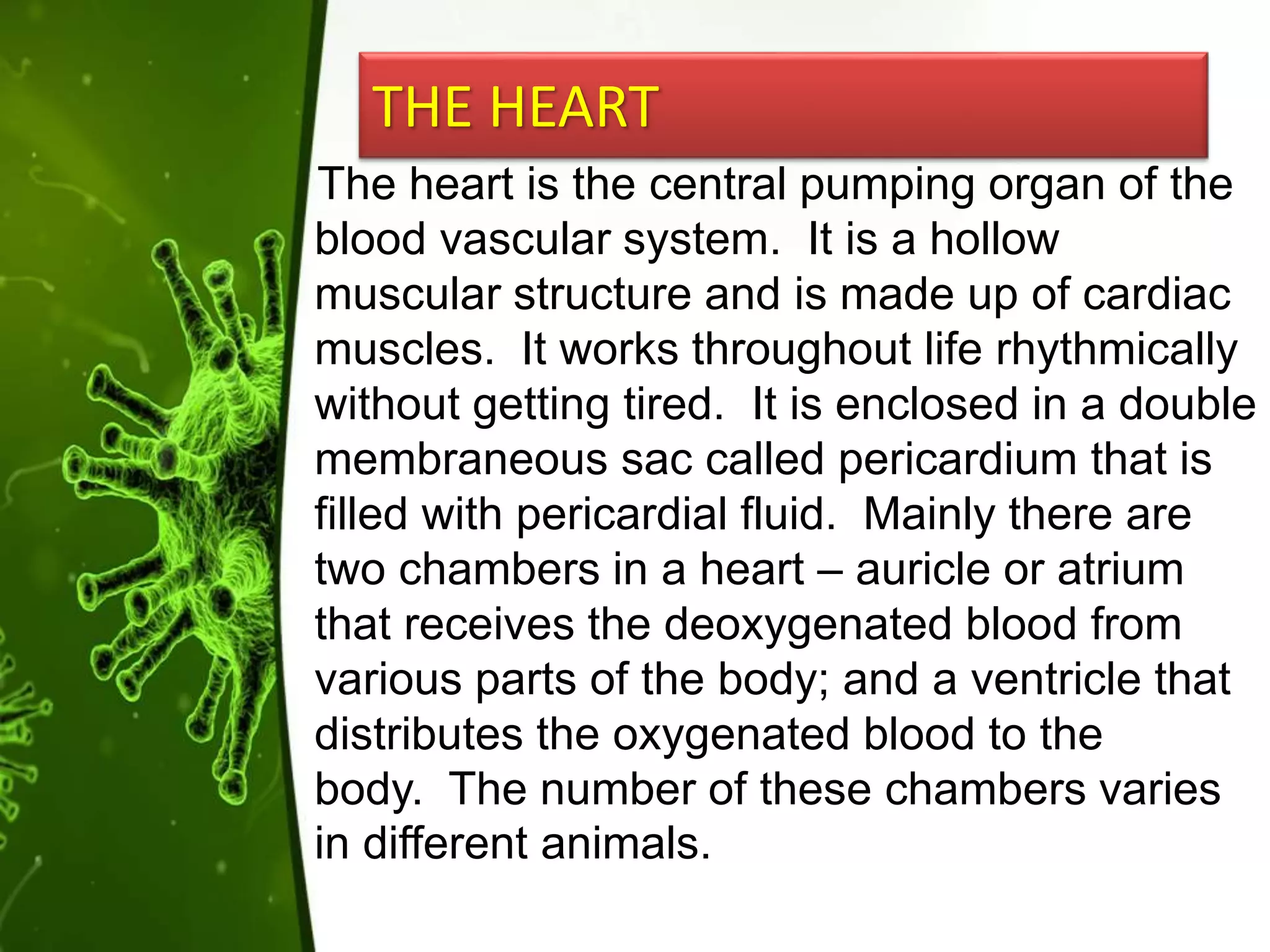 CLASS 11 TH Body fluids and circulation | PPTX
