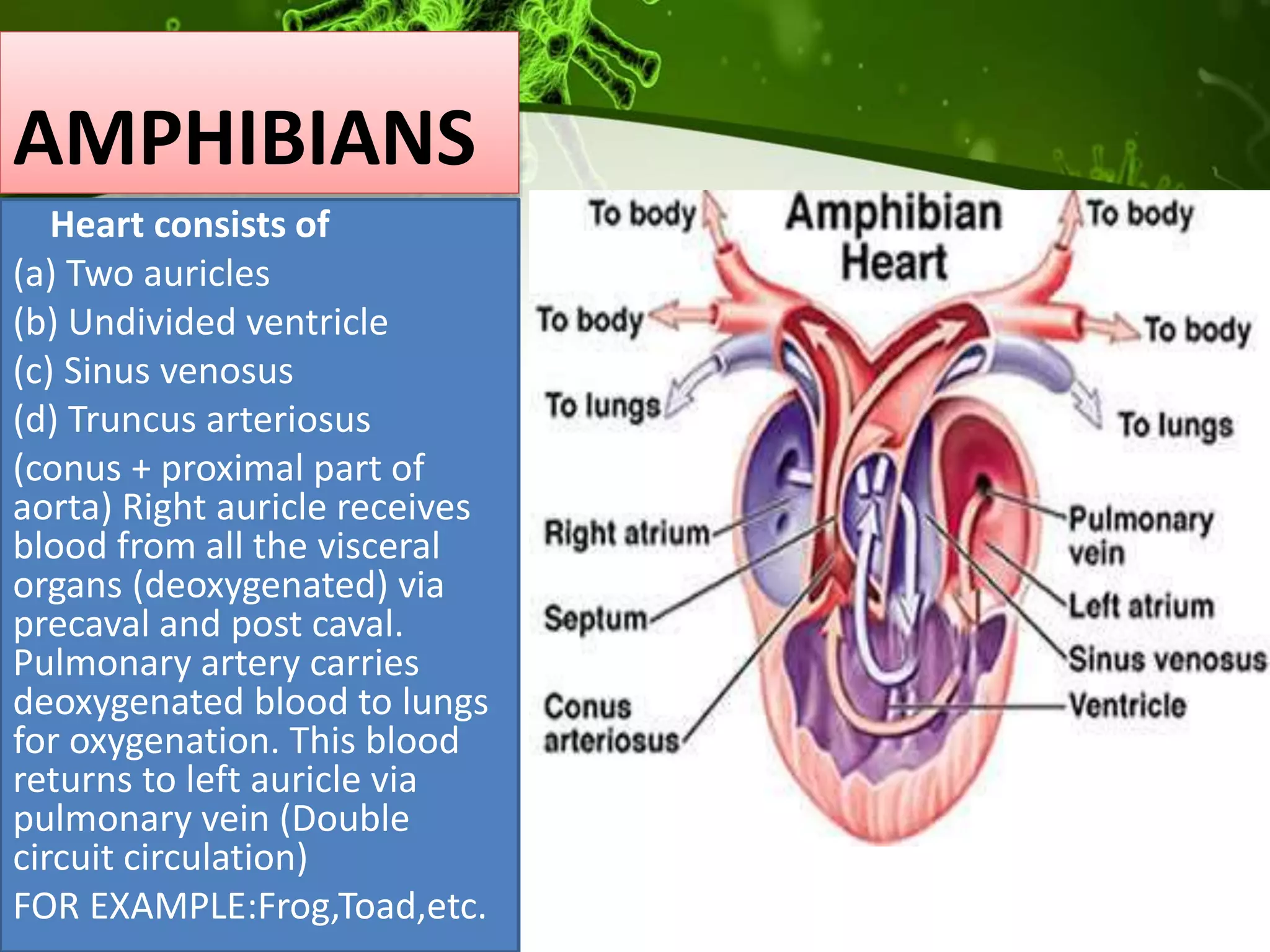 CLASS 11 TH Body fluids and circulation | PPTX
