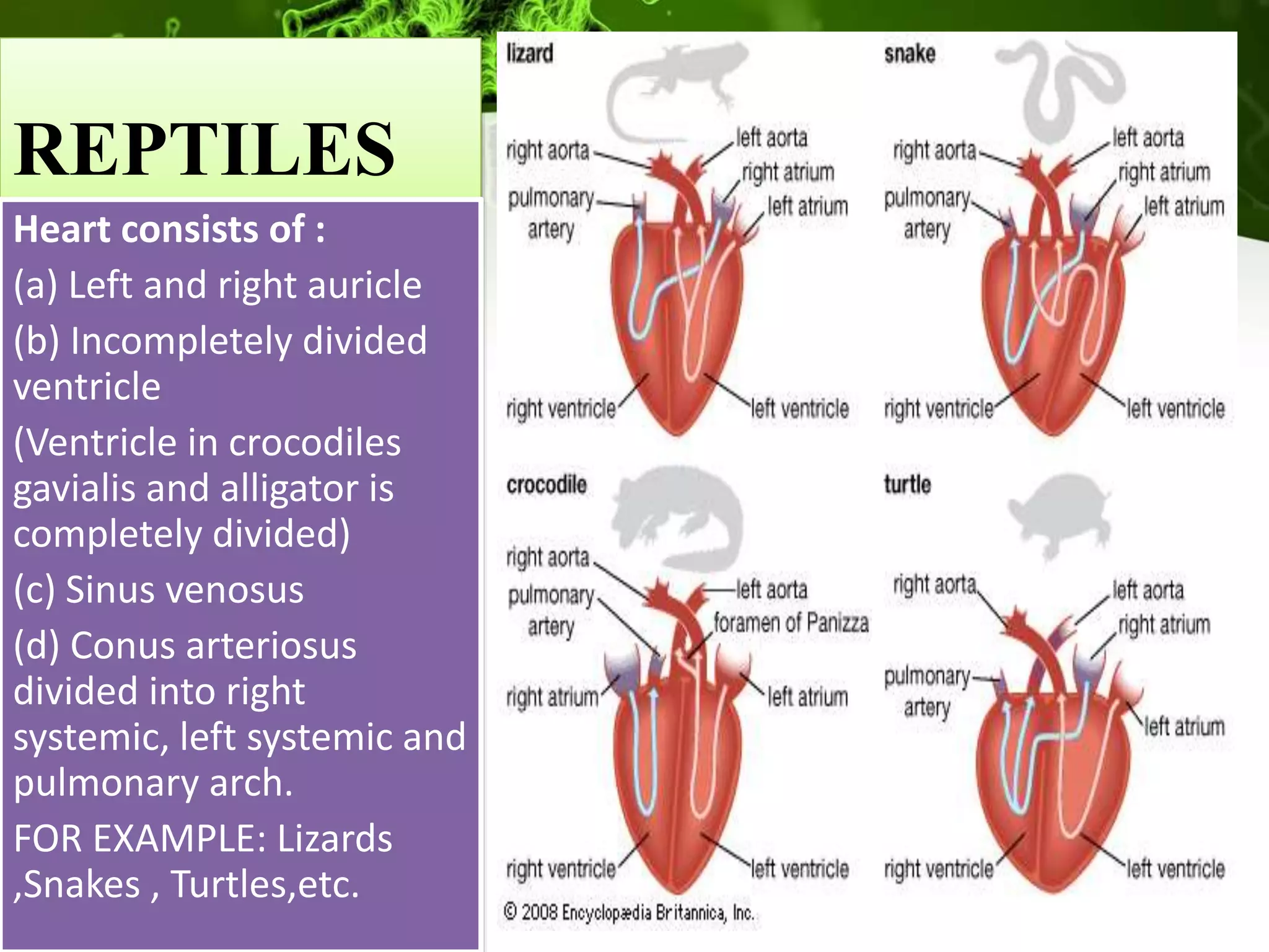 CLASS 11 TH Body fluids and circulation | PPTX