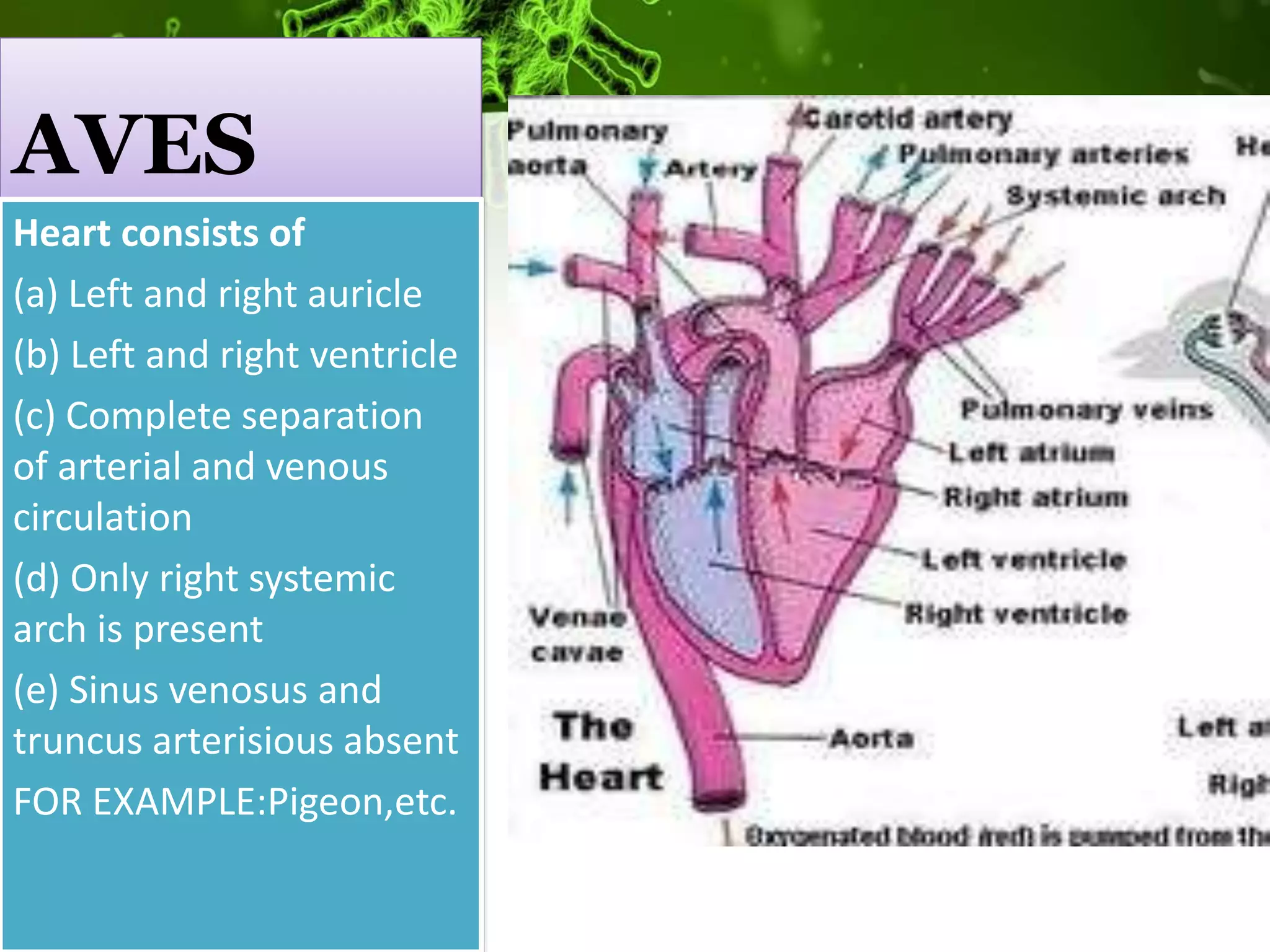 CLASS 11 TH Body fluids and circulation | PPTX
